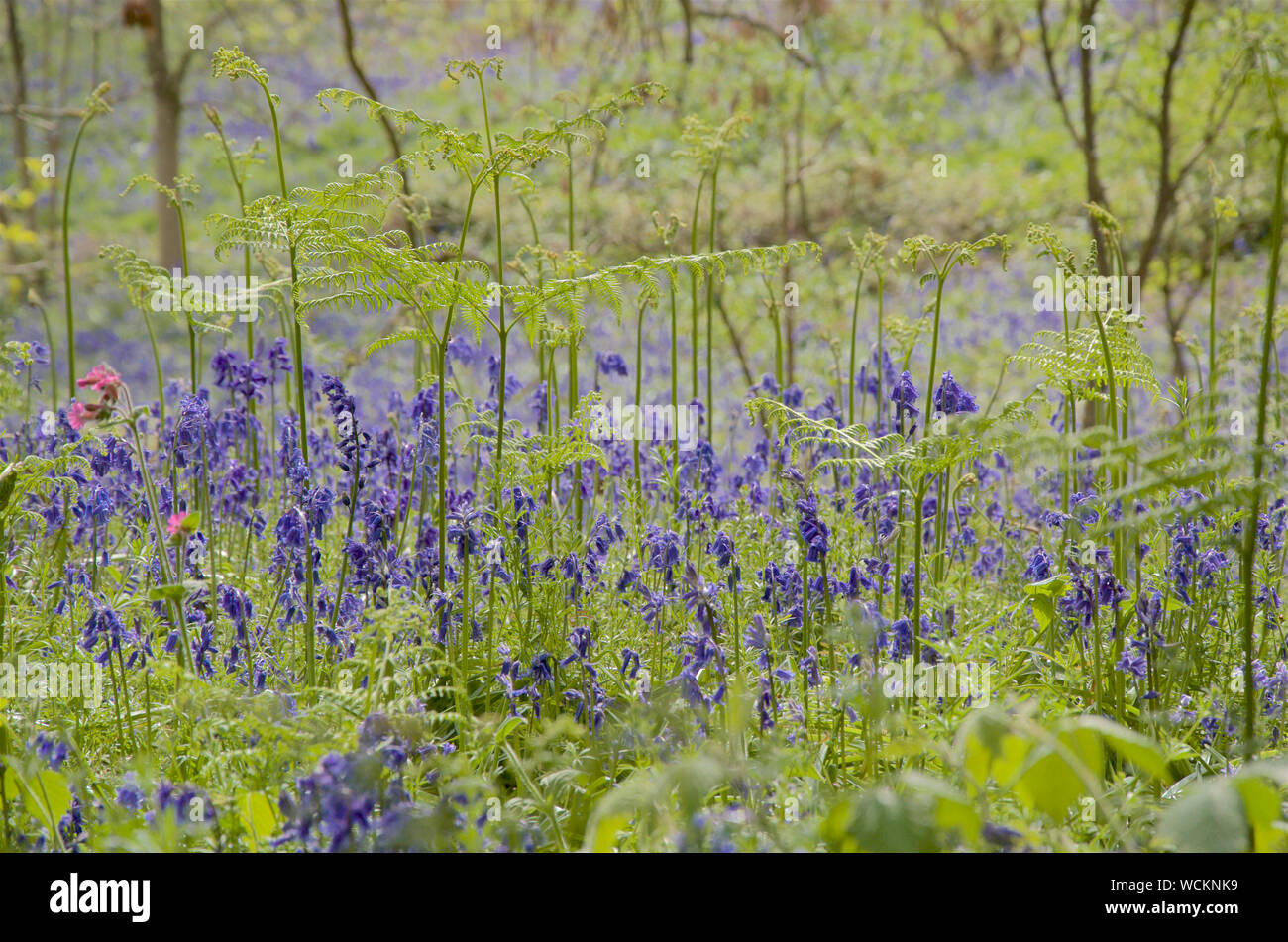 Native bluebells hi-res stock photography and images - Alamy