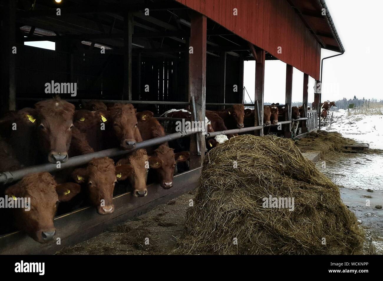 Cow In Shed High Resolution Stock Photography and Images - Alamy