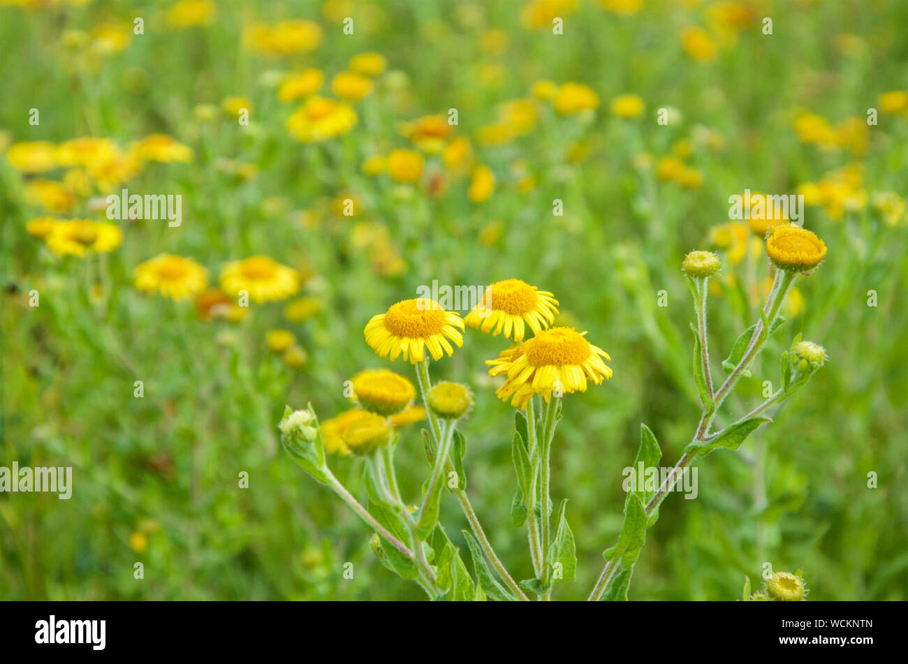 Yellow flowers of Common Fleabane - Pulicaria dysenterica Stock Photo ...