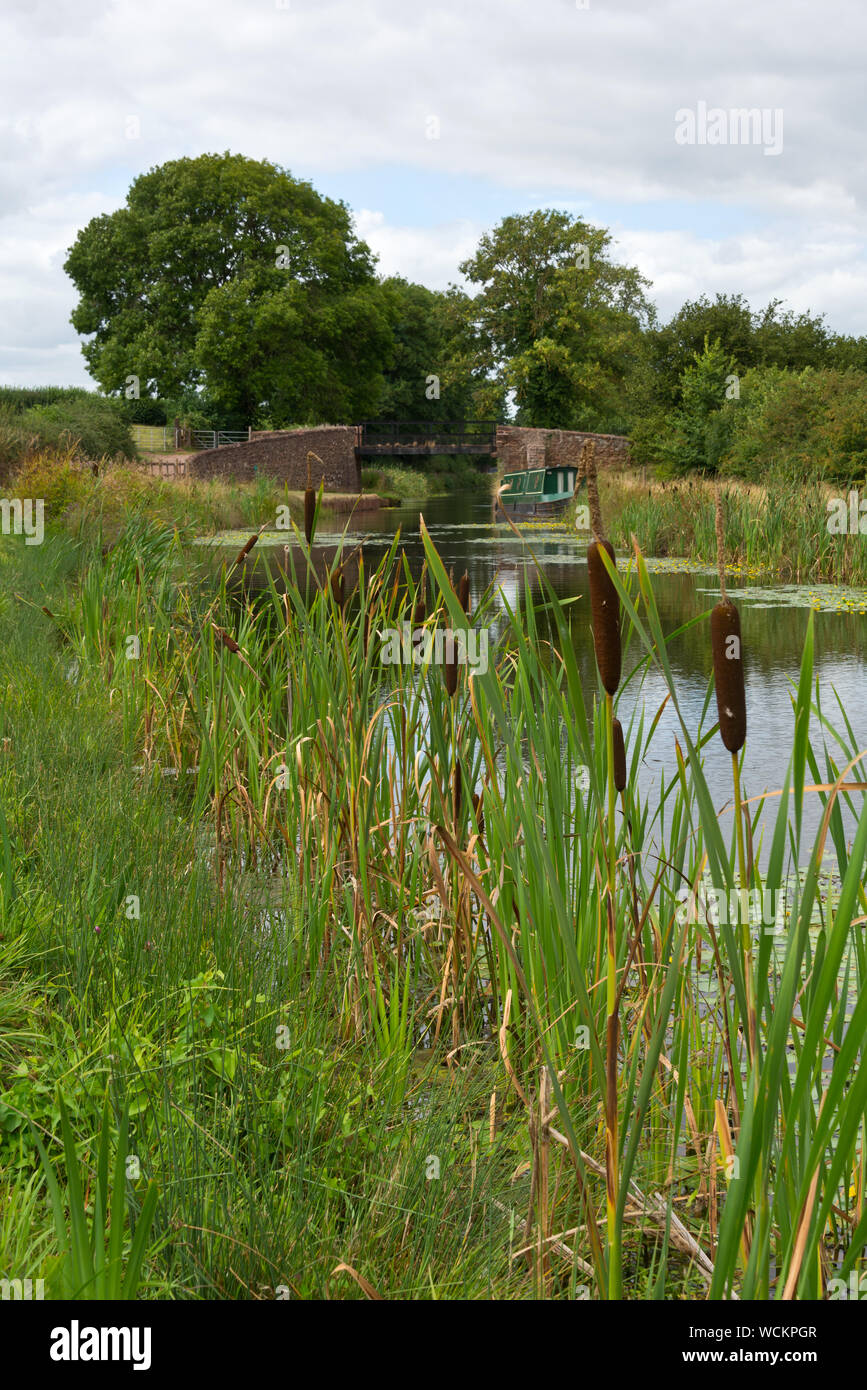 A summertime view along the Grand Western Canal (Tiverton Canal) at ...