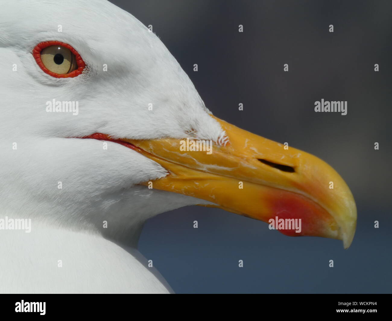 Close up profile hi-res stock photography and images - Alamy