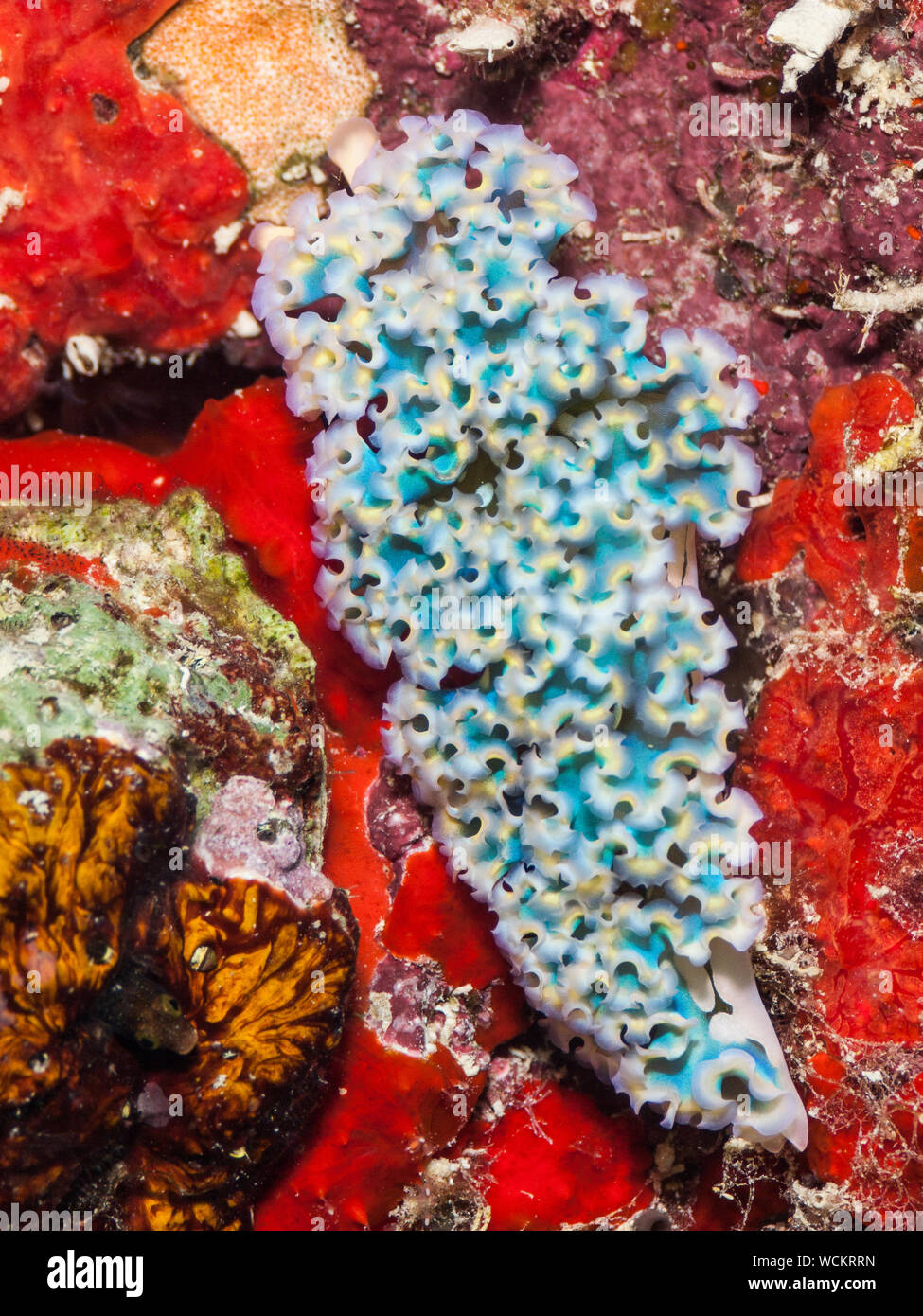 Red sea sea slug hi-res stock photography and images - Alamy