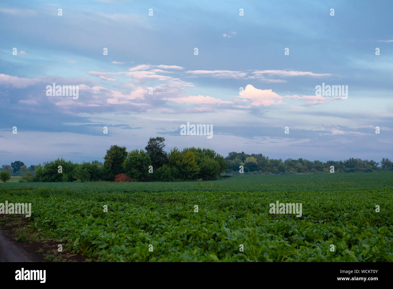 Summer countryside landscape with fields Stock Photo - Alamy
