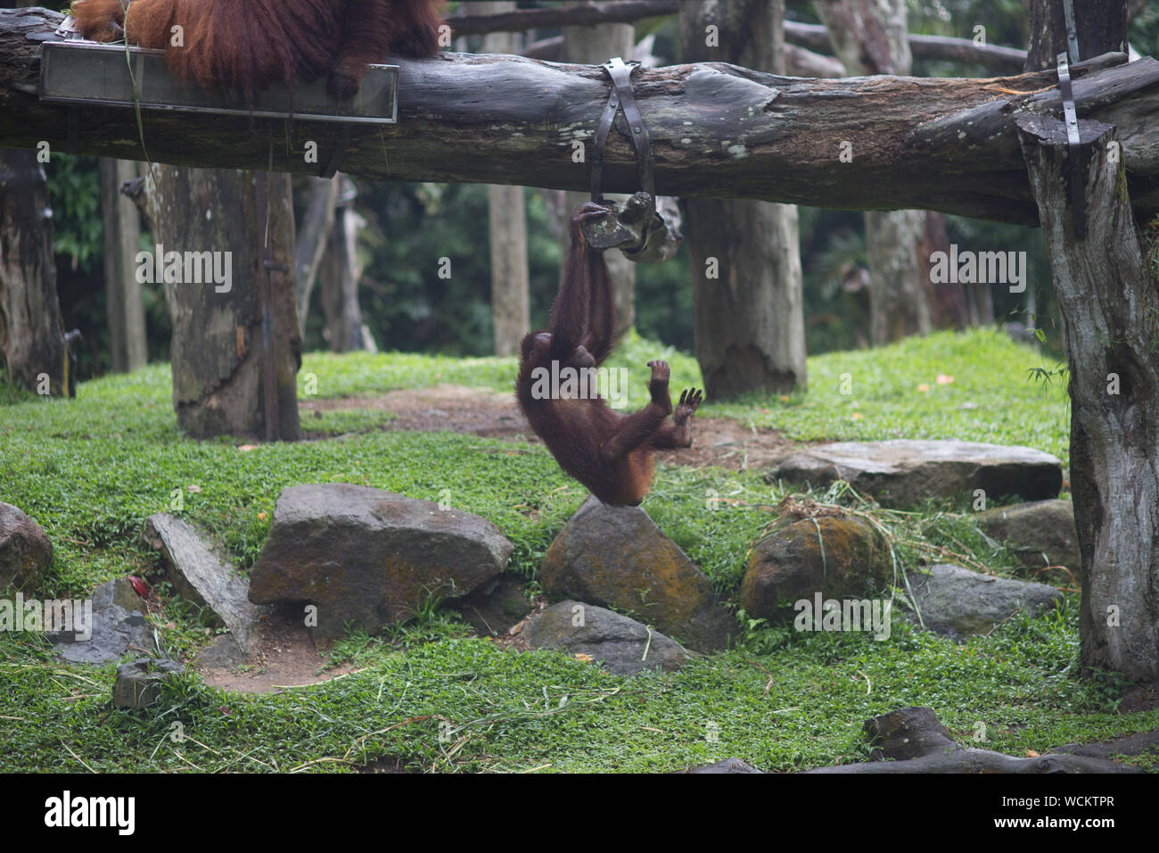 Monkey hanging tree hi-res stock photography and images - Alamy