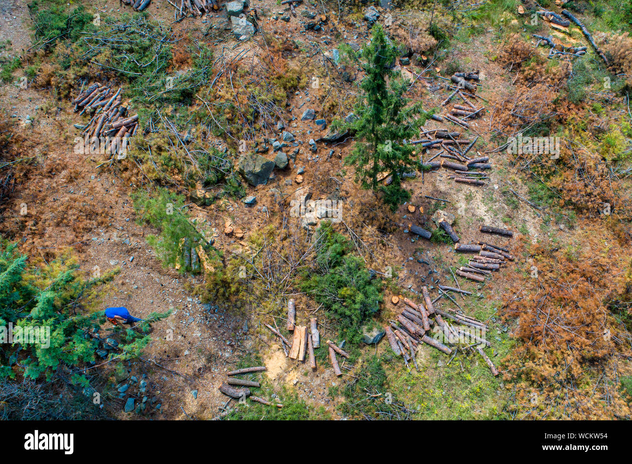 Aerial view of deforestation coniferous trees in the suburban forest of ...