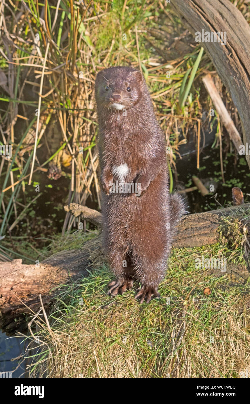 AMERICAN MINK Mustela Vison Captive Stock Photo - Alamy