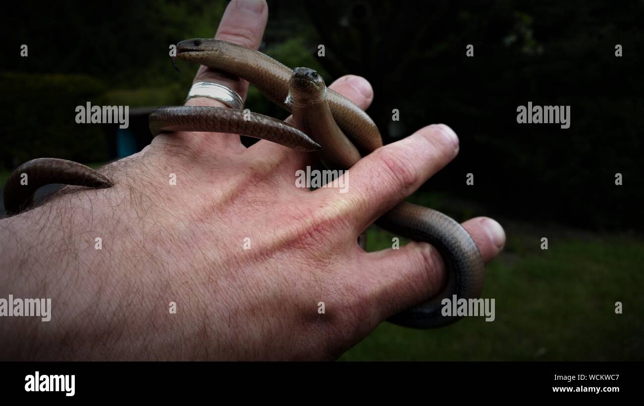 Holding snakes hi-res stock photography and images - Alamy
