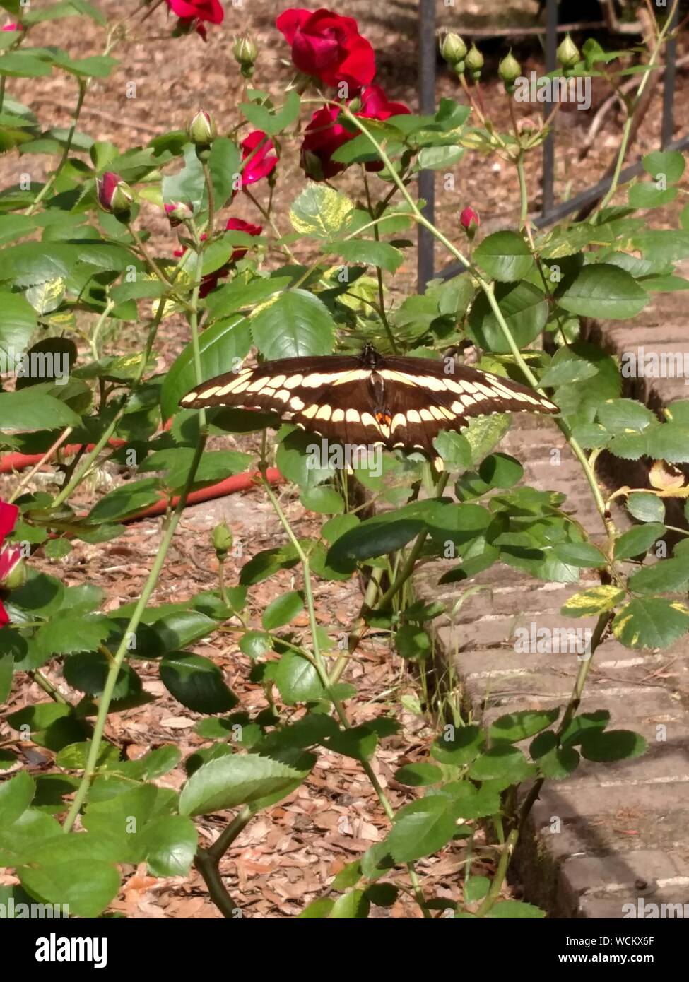 Butterfly and rose hi-res stock photography and images - Alamy
