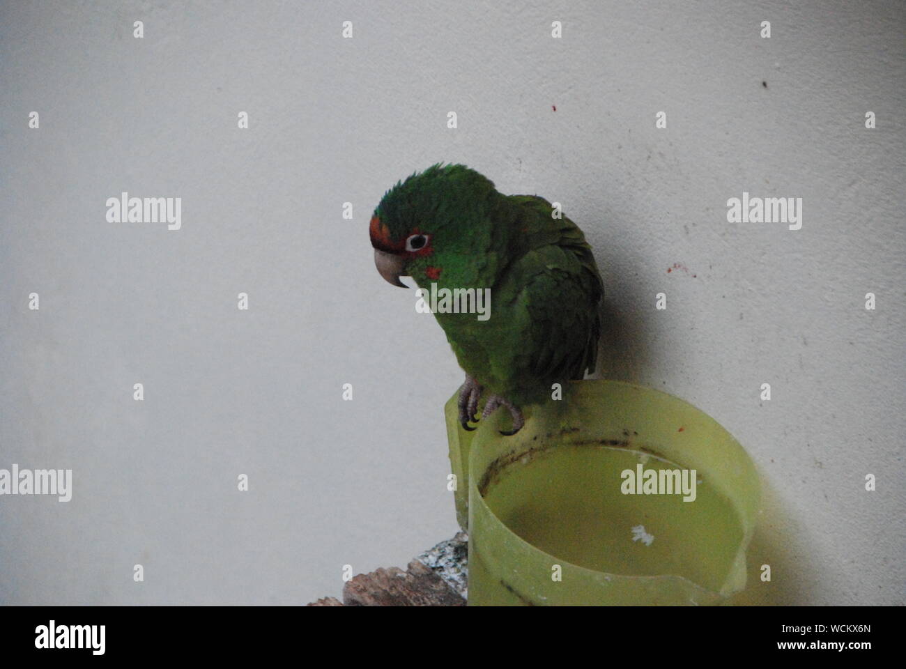 Plastic Parrot High Resolution Stock Photography and Images - Alamy