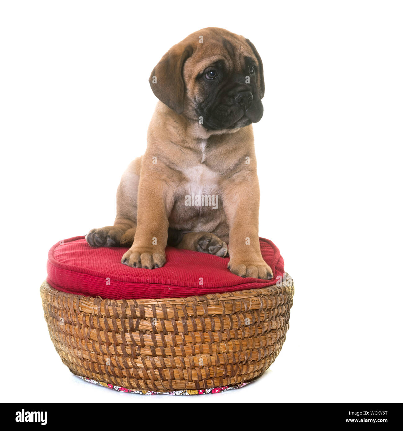 Bull mastiff puppy hi-res stock photography and images - Alamy