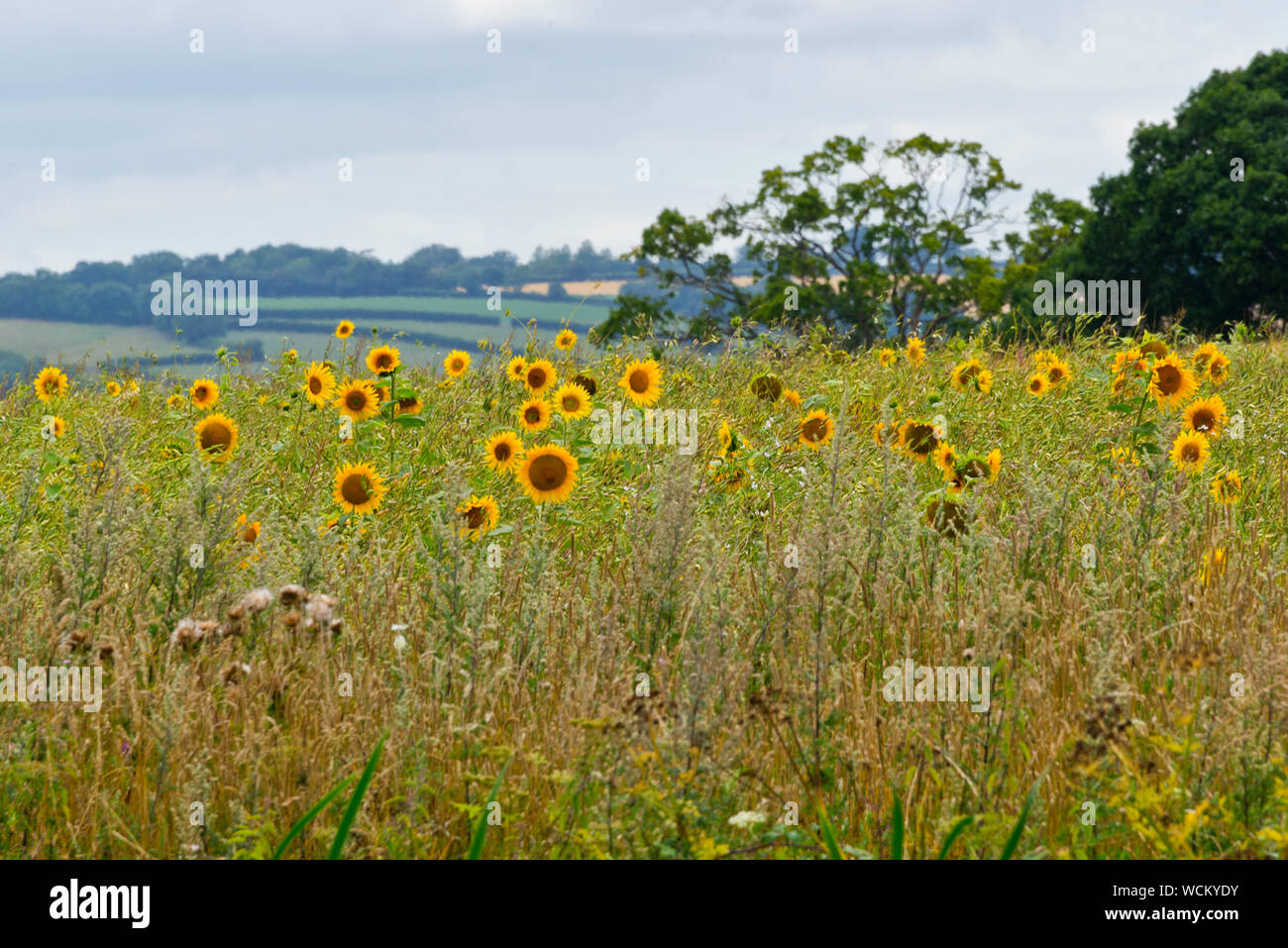 Sunflowers in a field adjacent to the Grand Western Canal near ...