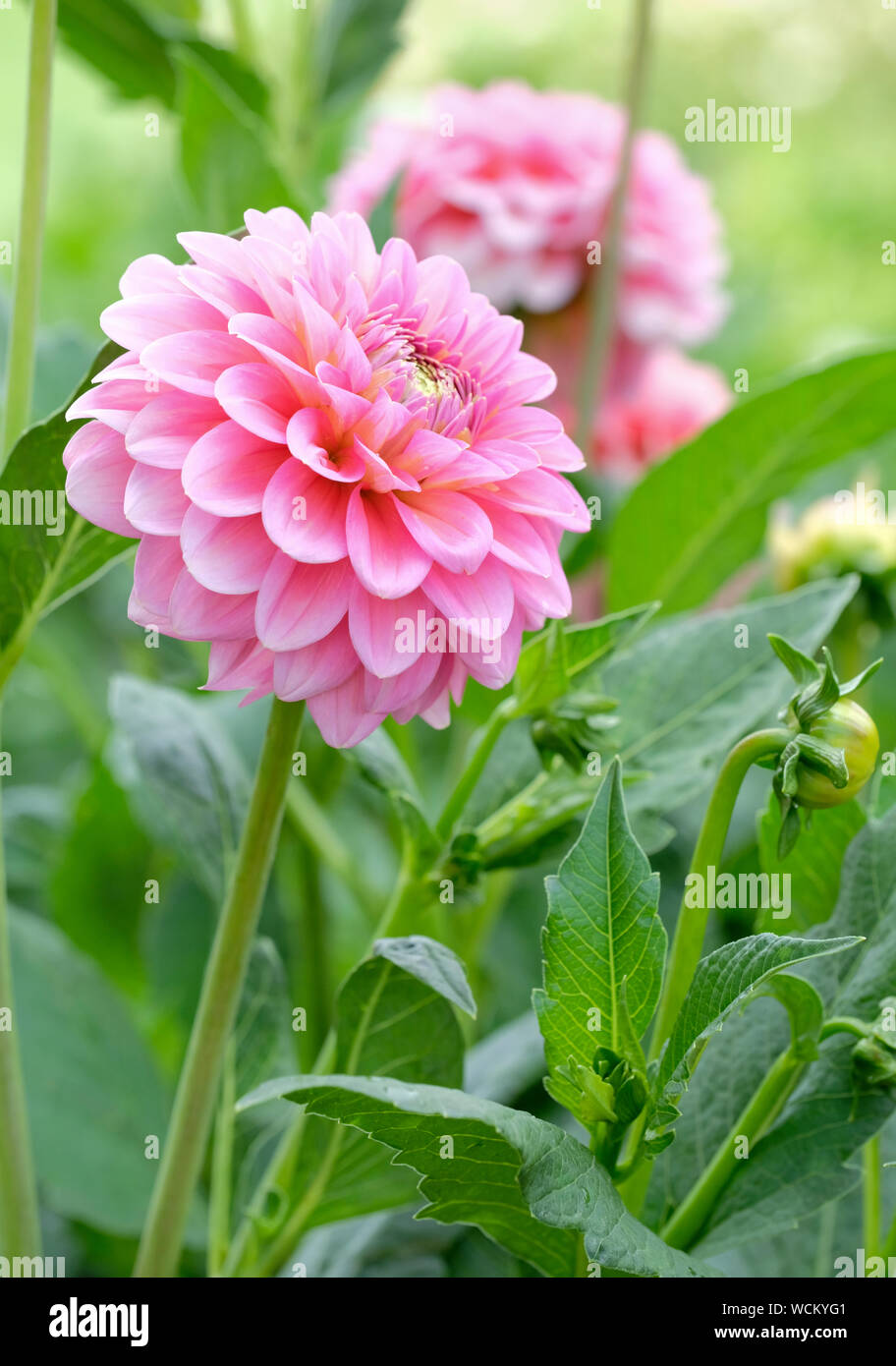 Close-up of pink Dahlia 'Pink Runner' flowers Stock Photo - Alamy
