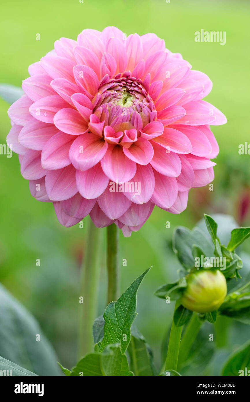 Pink flowering dahlia hi-res stock photography and images - Alamy