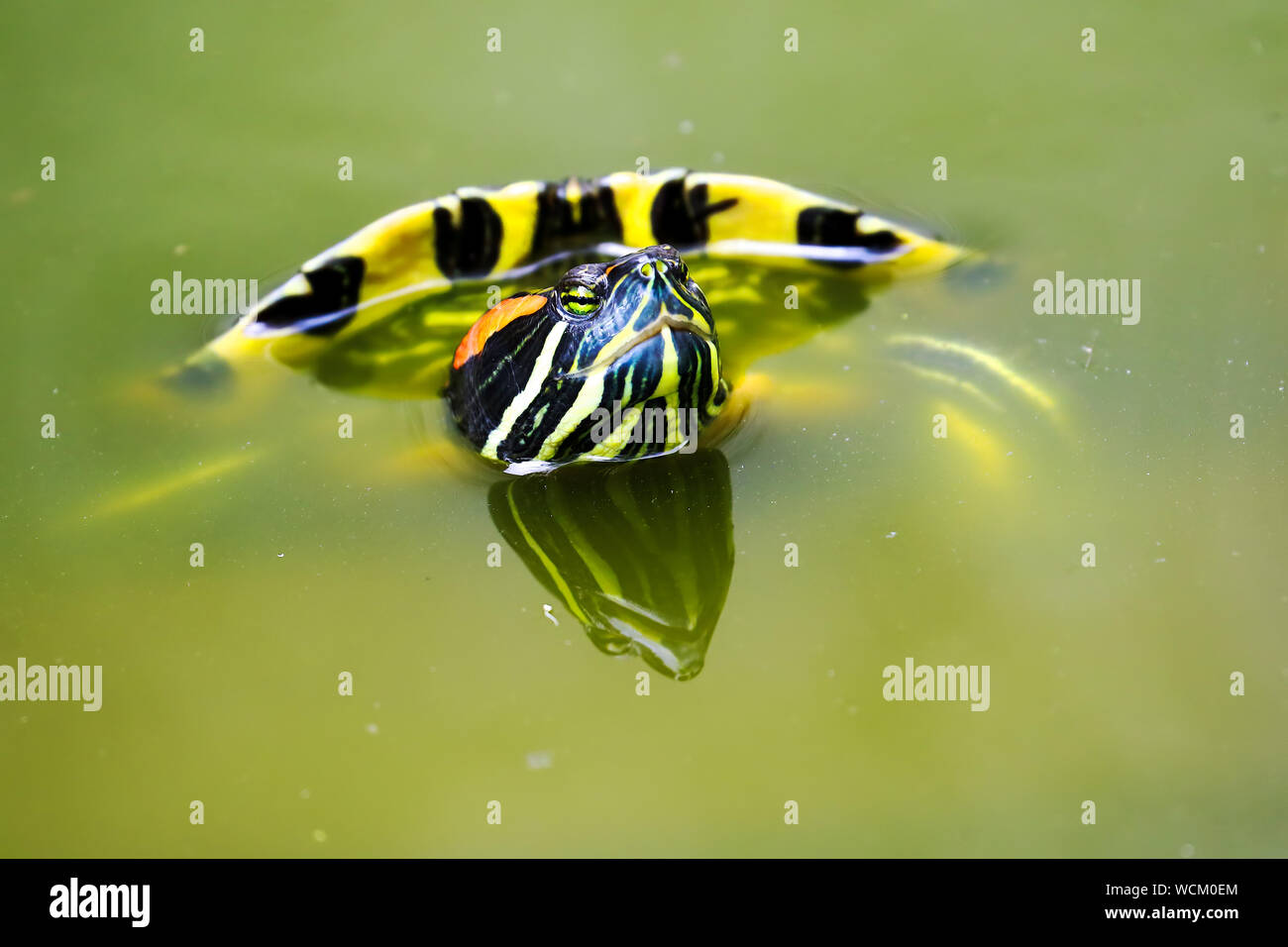 Turtle lake hi-res stock photography and images - Alamy