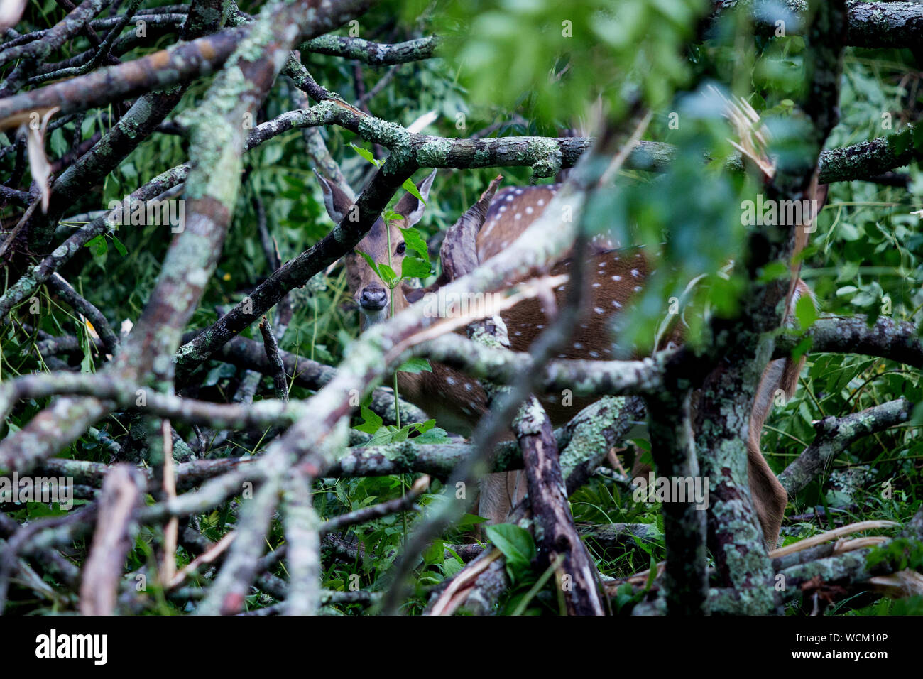 Muthanga hi-res stock photography and images - Alamy