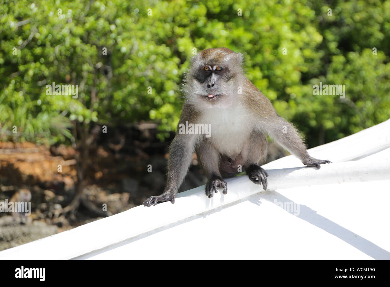 Monkey vessel hi-res stock photography and images - Alamy
