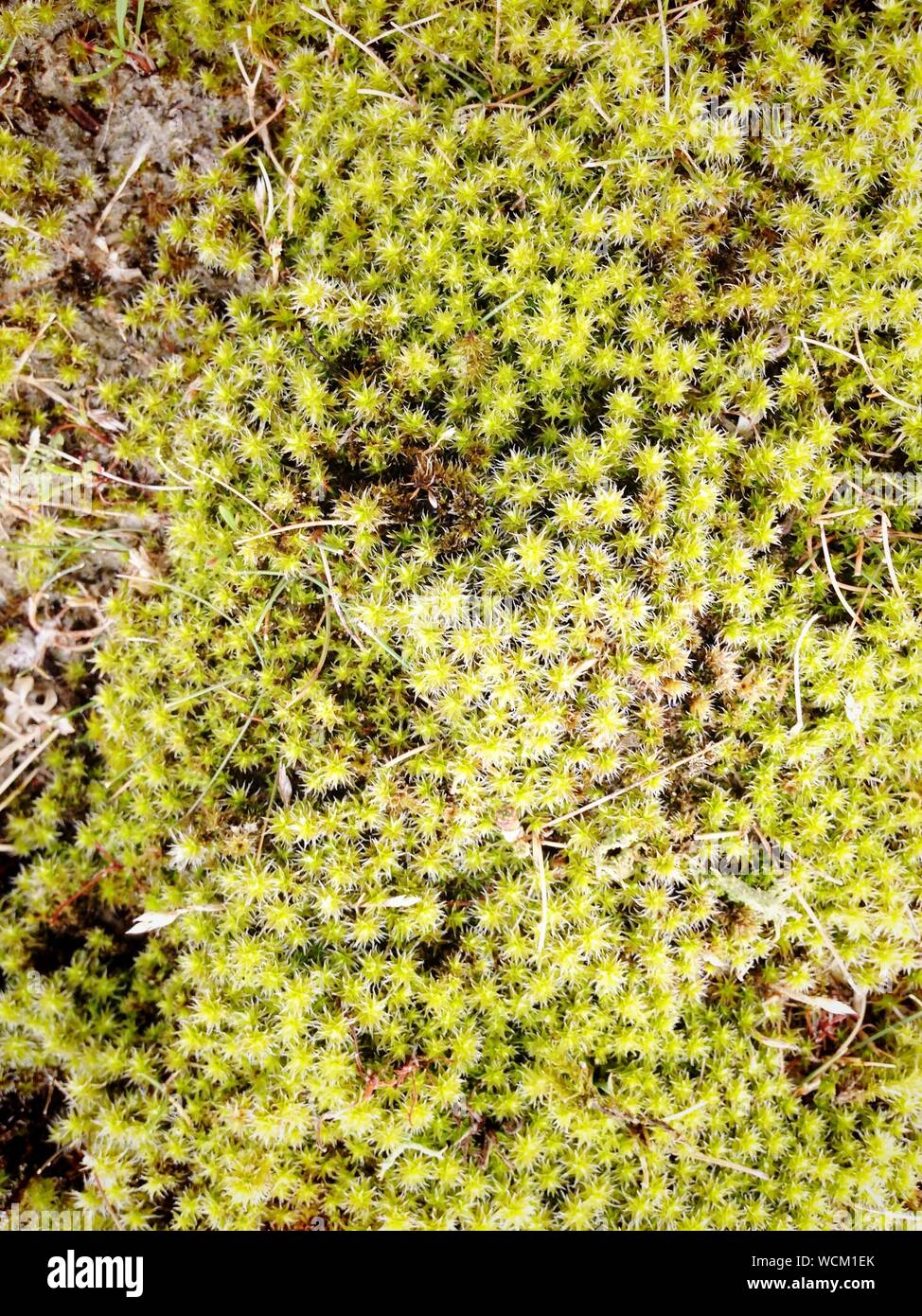 Moss frame hi-res stock photography and images - Alamy