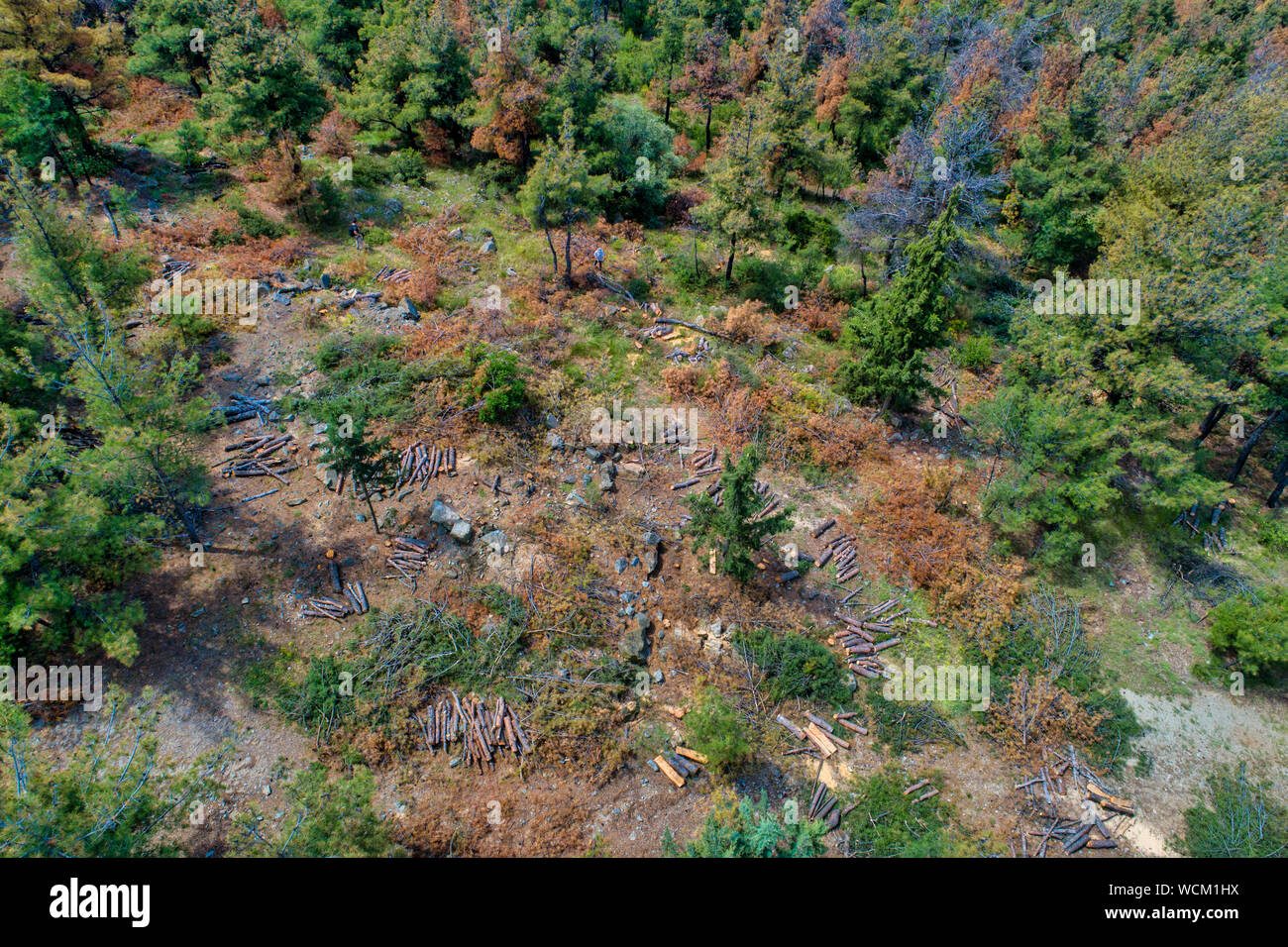 Aerial view of deforestation coniferous trees in the suburban forest of ...