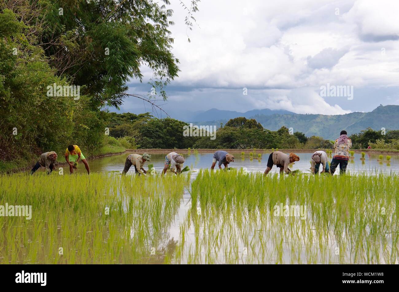 Indonesia rice planters hi-res stock photography and images - Alamy
