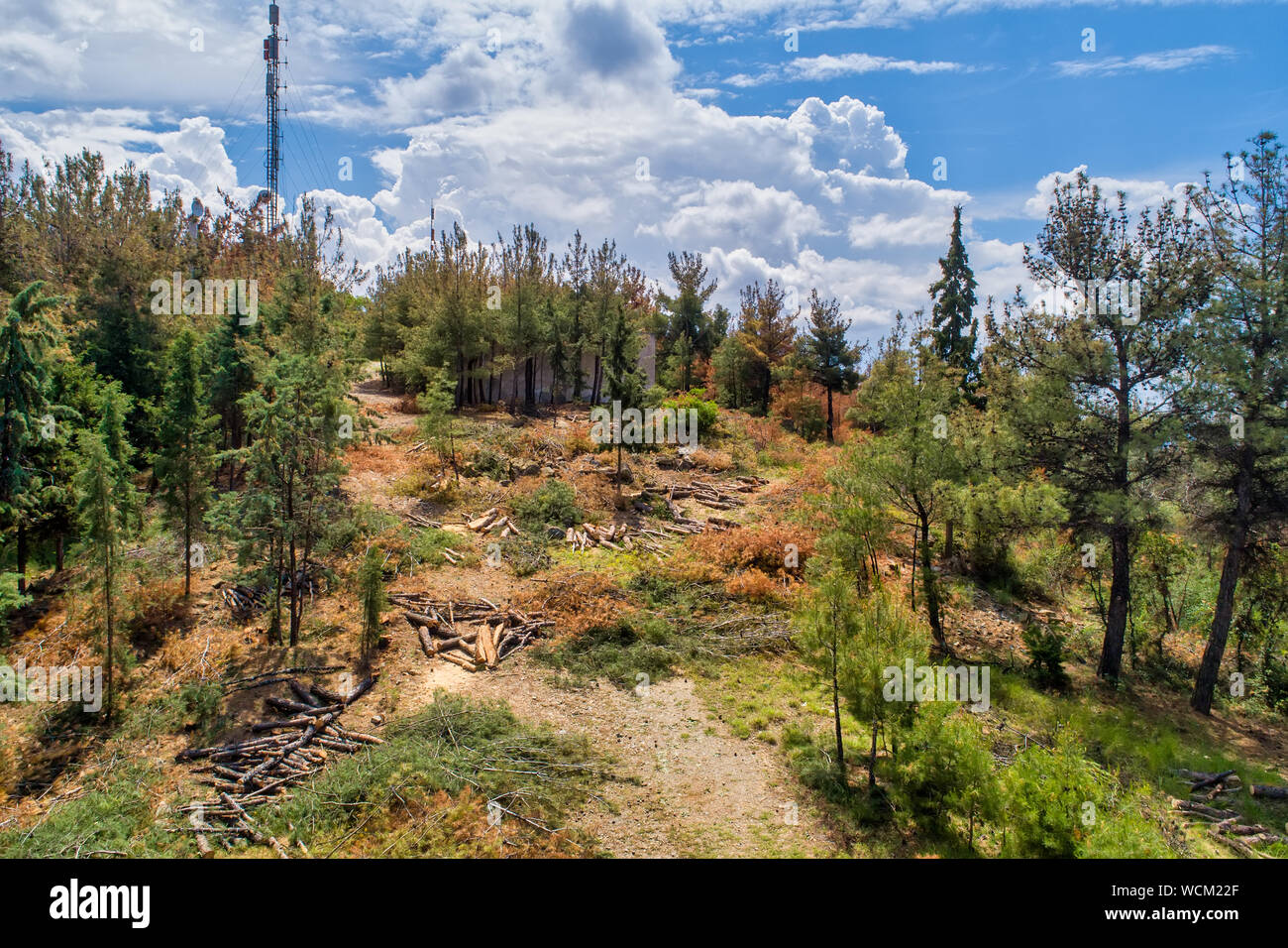 Aerial view of deforestation coniferous trees in the suburban forest of ...
