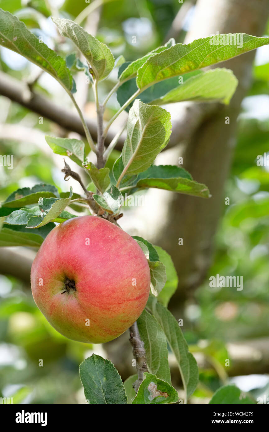 Royal tree hi-res stock photography and images - Alamy