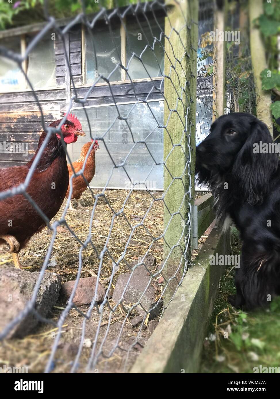 Chicken pen hi-res stock photography and images - Alamy