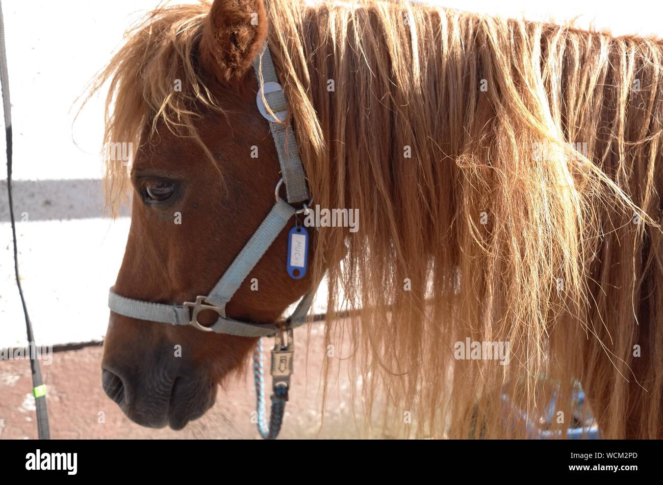 Pony and horse side by side hi-res stock photography and images - Alamy