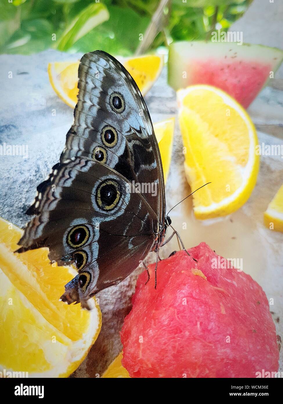 Orange slice butterfly hi-res stock photography and images - Alamy