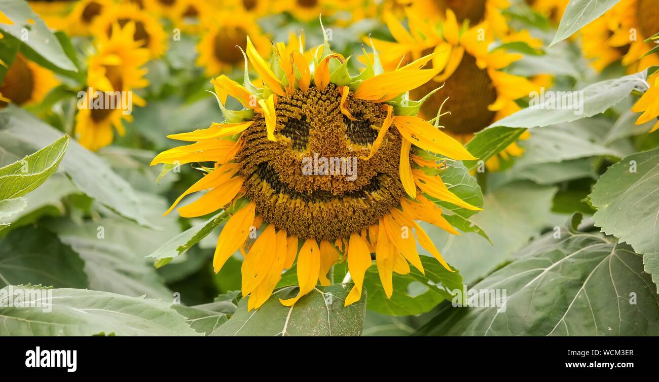 Smiley sunflower hi-res stock photography and images - Alamy