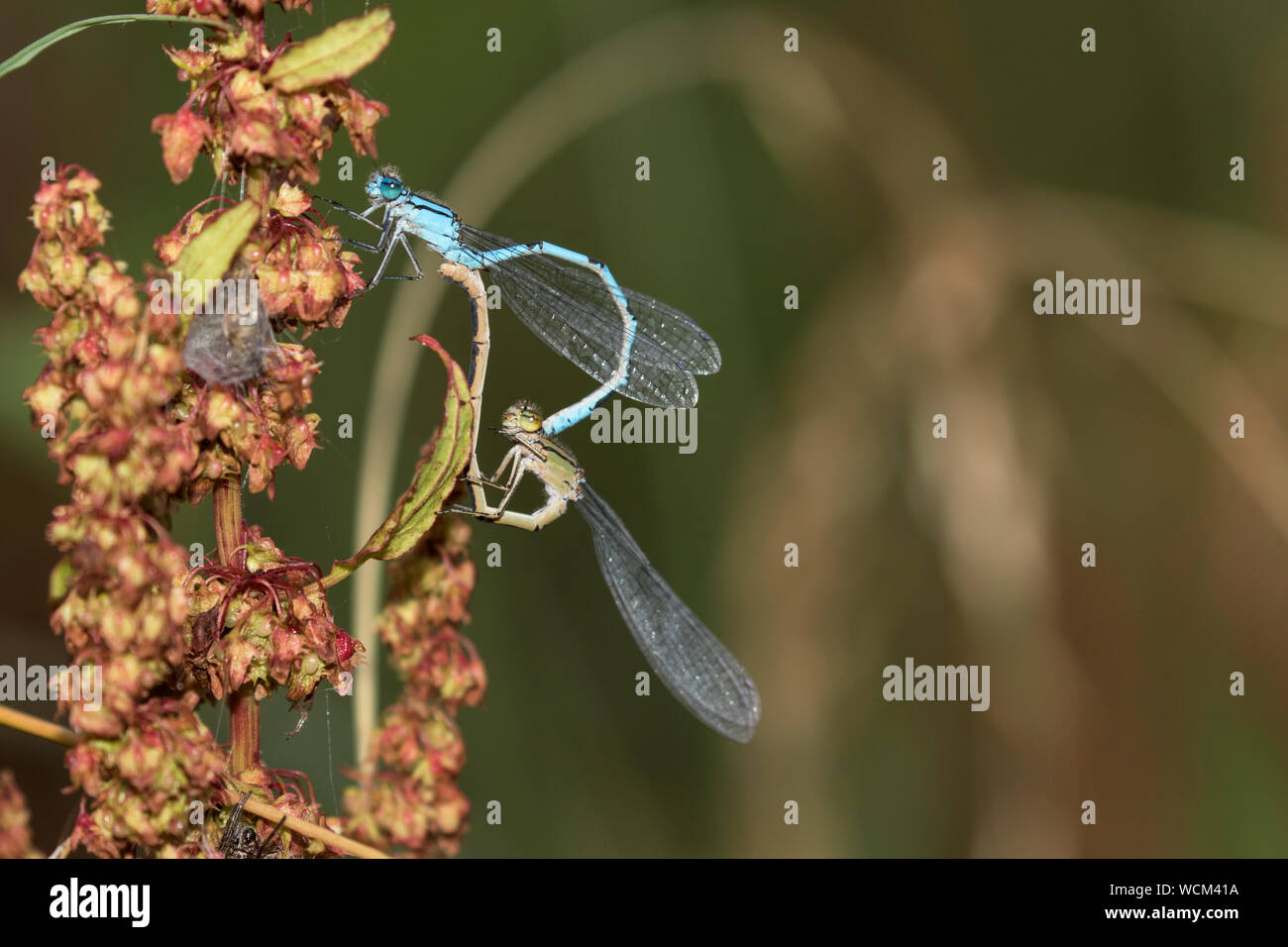 Common-blue damselflies mating Stock Photo - Alamy