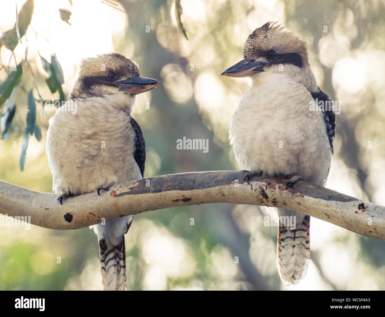 Kookaburras High Resolution Stock Photography and Images - Alamy