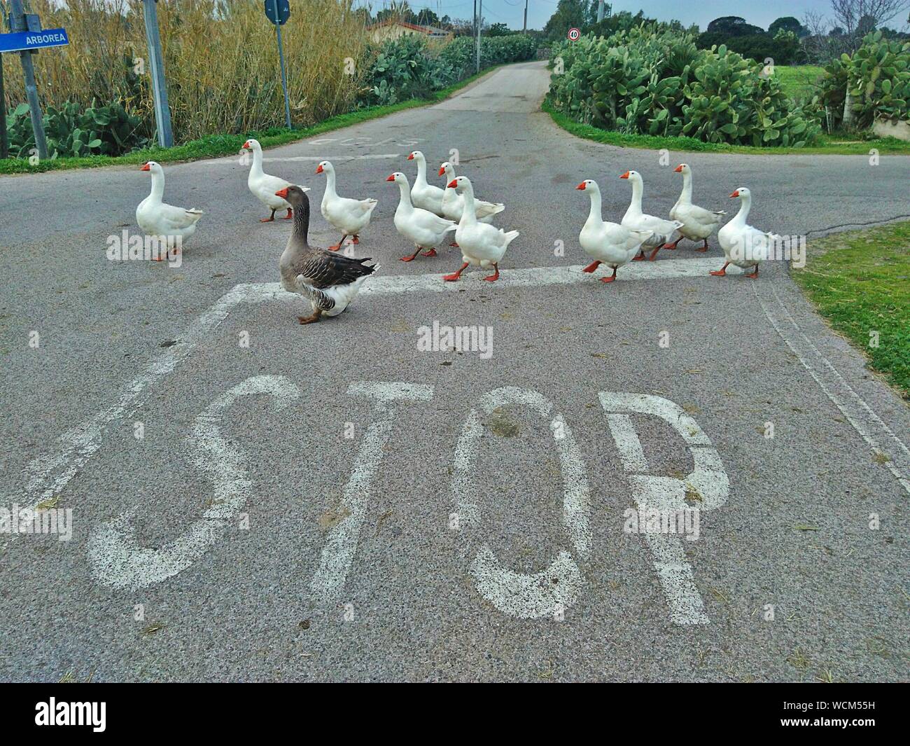 Stop birds hi-res stock photography and images - Alamy