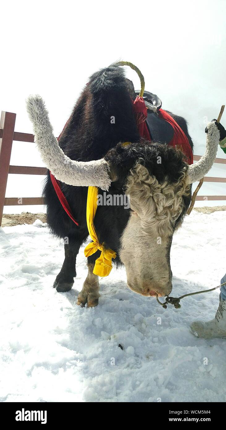 Yak snow hi-res stock photography and images - Alamy