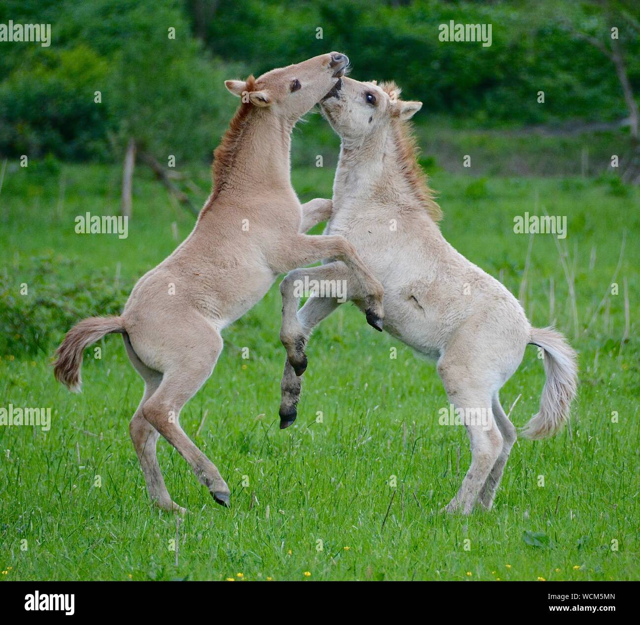 Two affectionate horses hi-res stock photography and images - Alamy