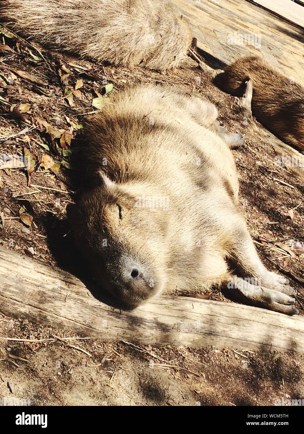 Sleeping capybara hi-res stock photography and images - Alamy