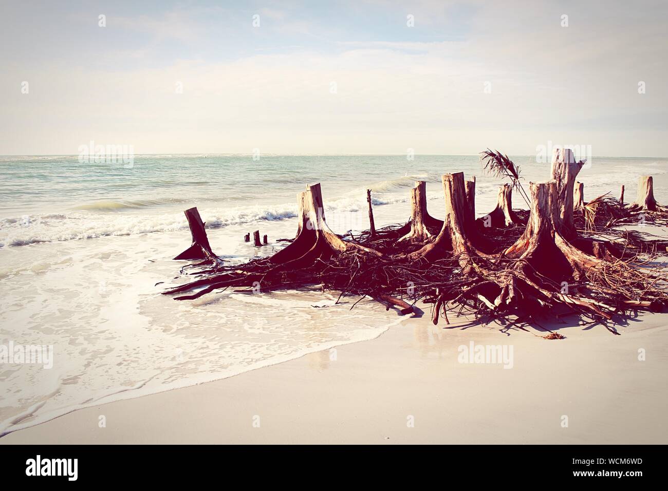 Tree Stumps On Beach High Resolution Stock Photography and Images - Alamy