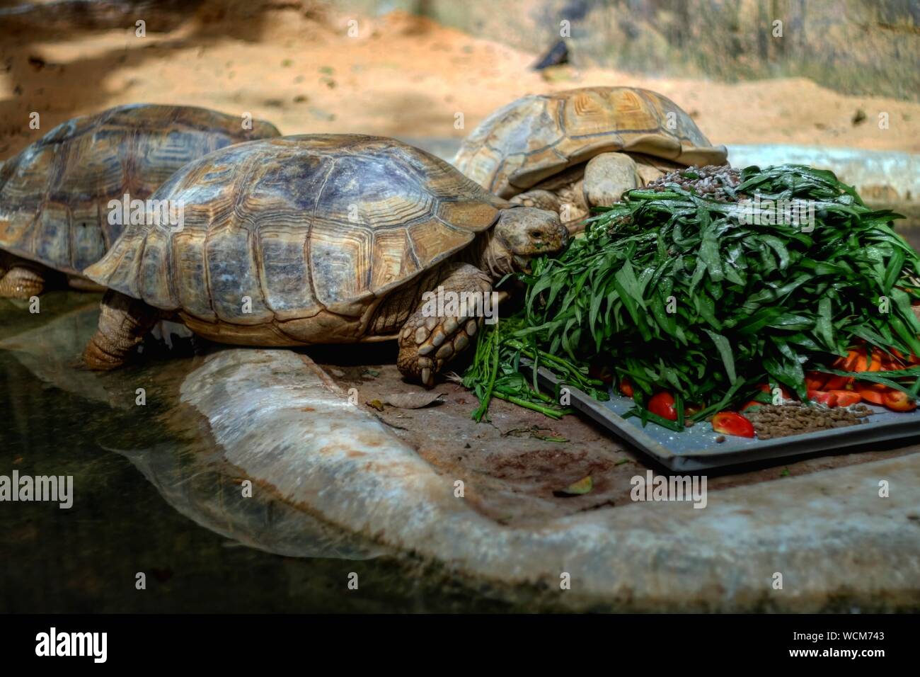 Food for turtles hi-res stock photography and images - Alamy