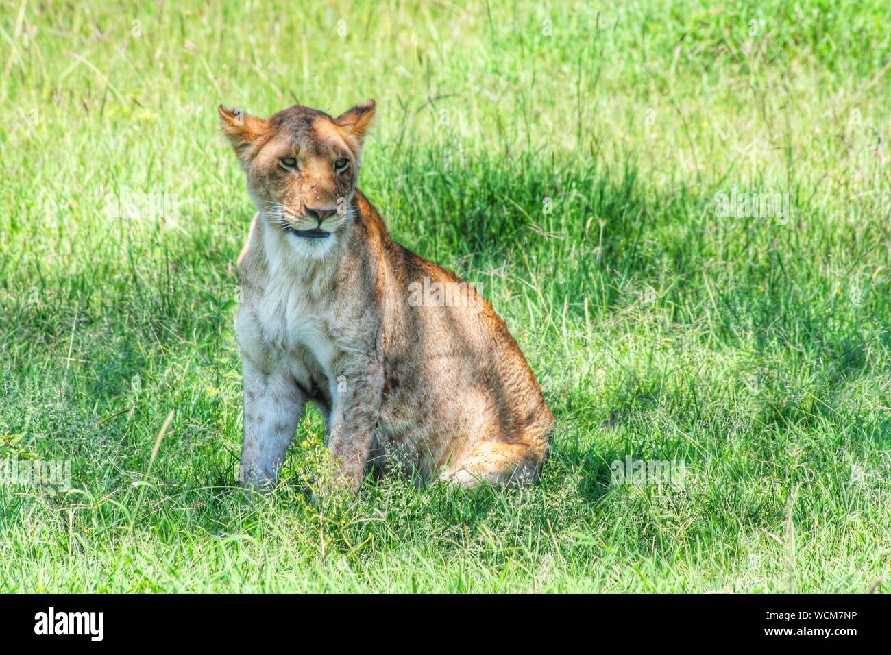 Female lion close up hi-res stock photography and images - Alamy