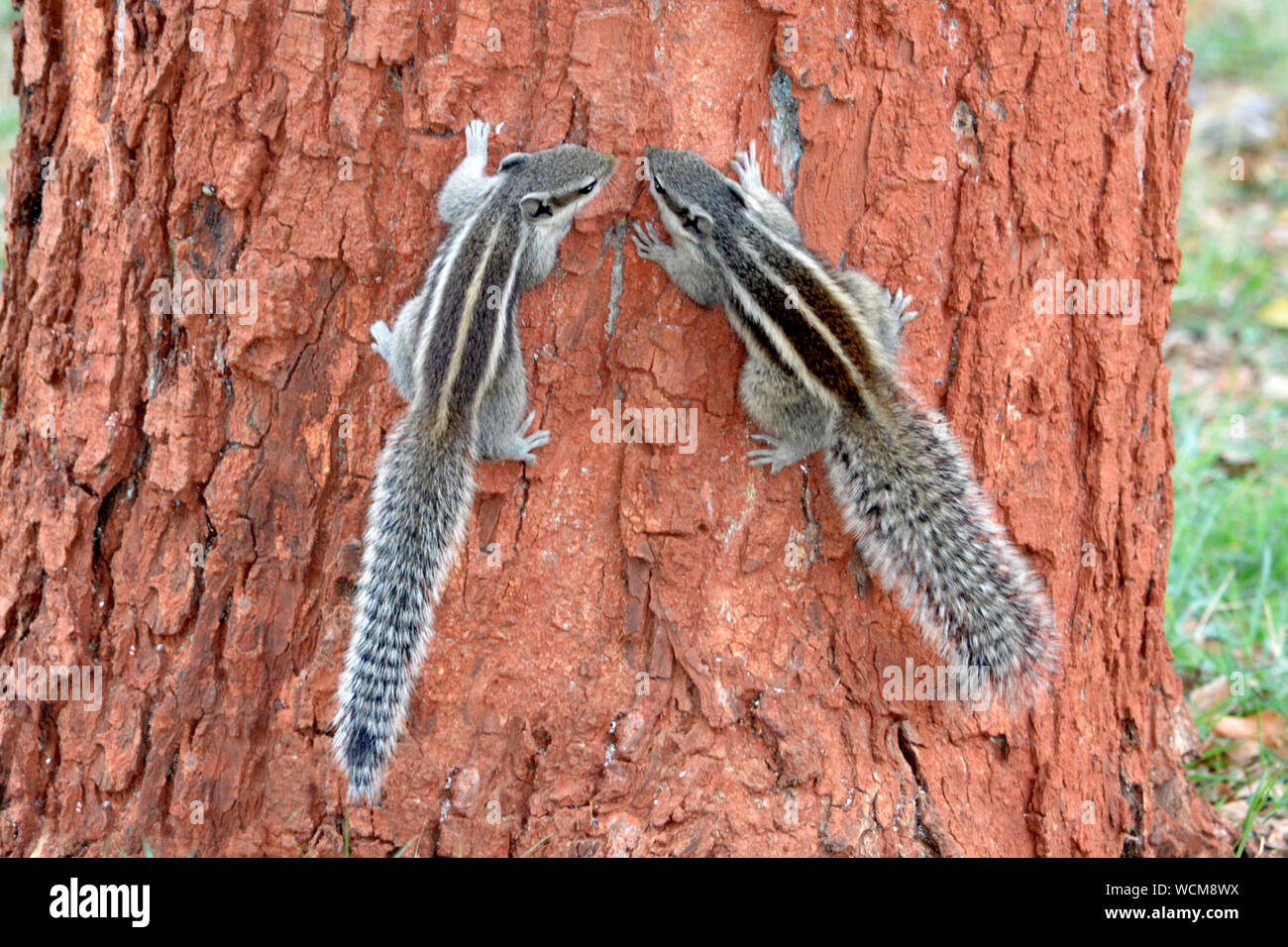 Cuted squirrels hi-res stock photography and images - Alamy