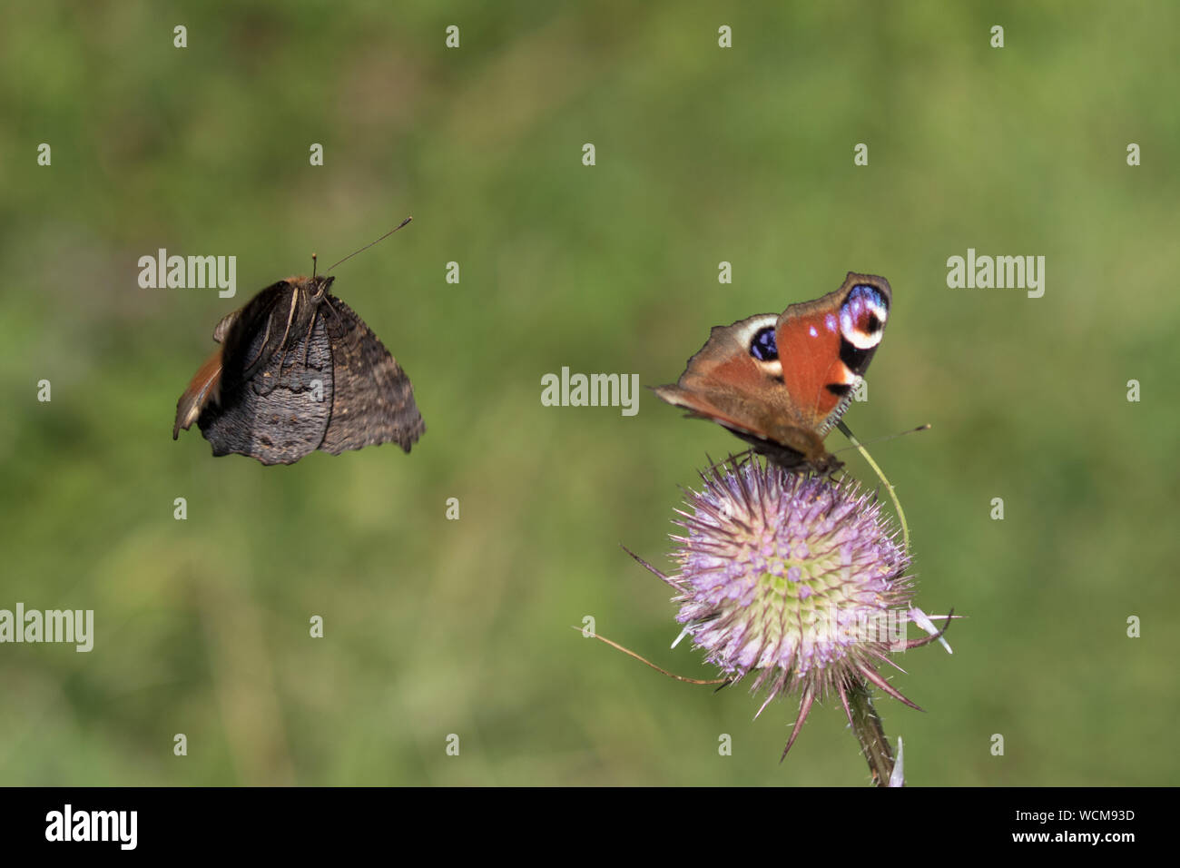 Butterfly in flight hi-res stock photography and images - Alamy