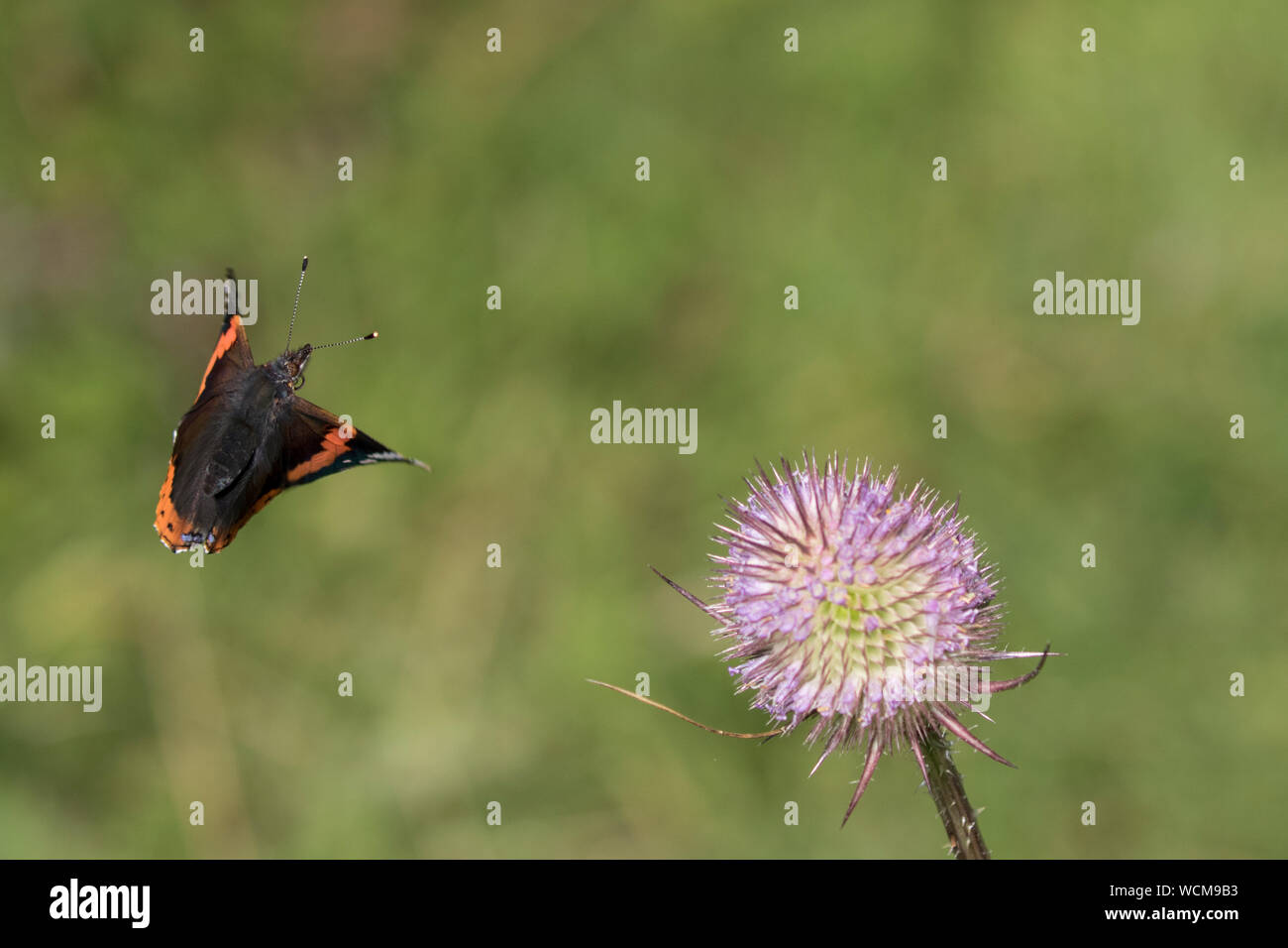 Butterfly flying hi-res stock photography and images - Alamy