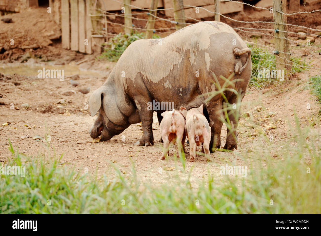 Pig Feeding Piglets High Resolution Stock Photography and Images - Alamy