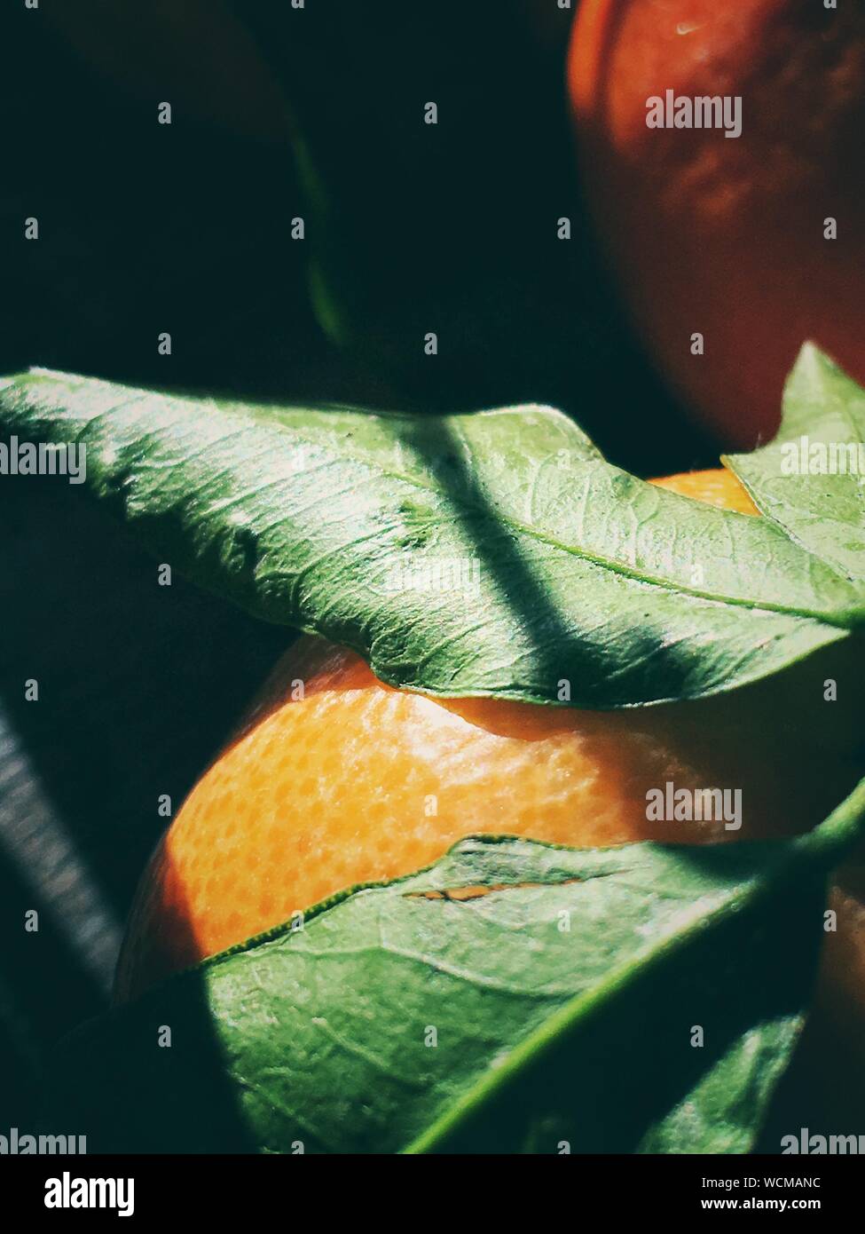 Close up of tangerine hi-res stock photography and images - Alamy