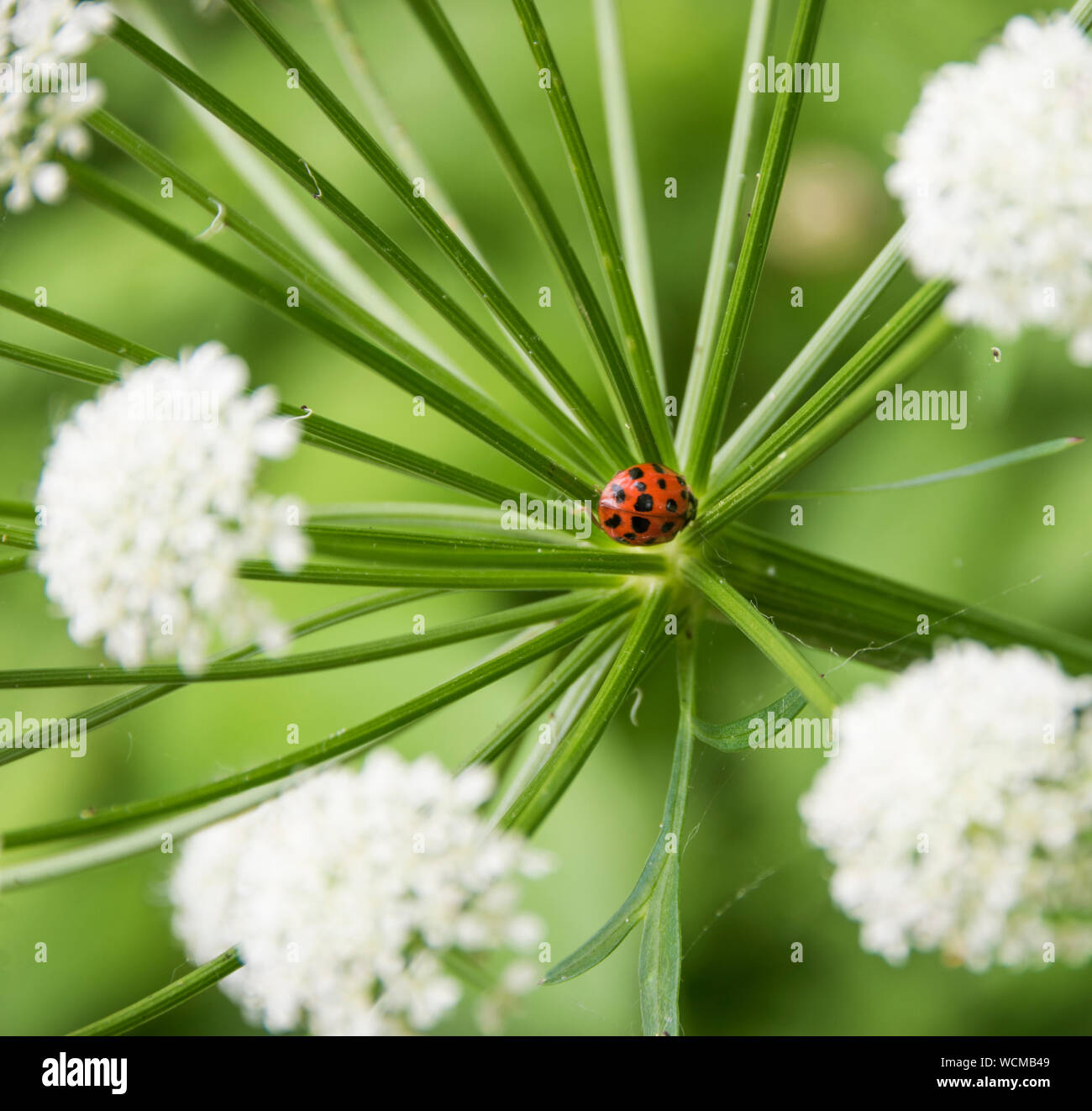 Ladybird in the Giant Hogweed growing at Chew Valley Lake, Somerset ...