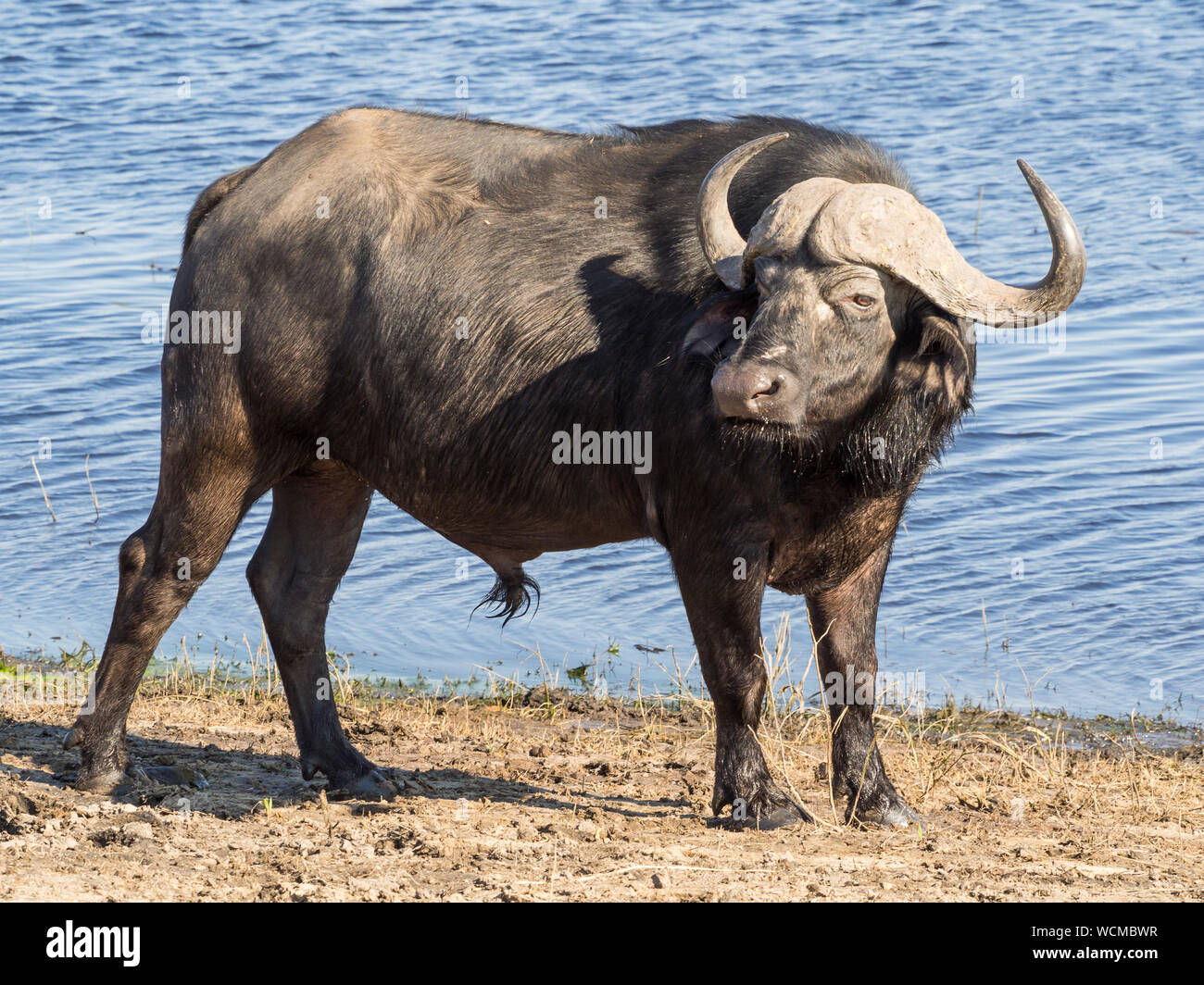 African buffalo in water hi-res stock photography and images - Alamy
