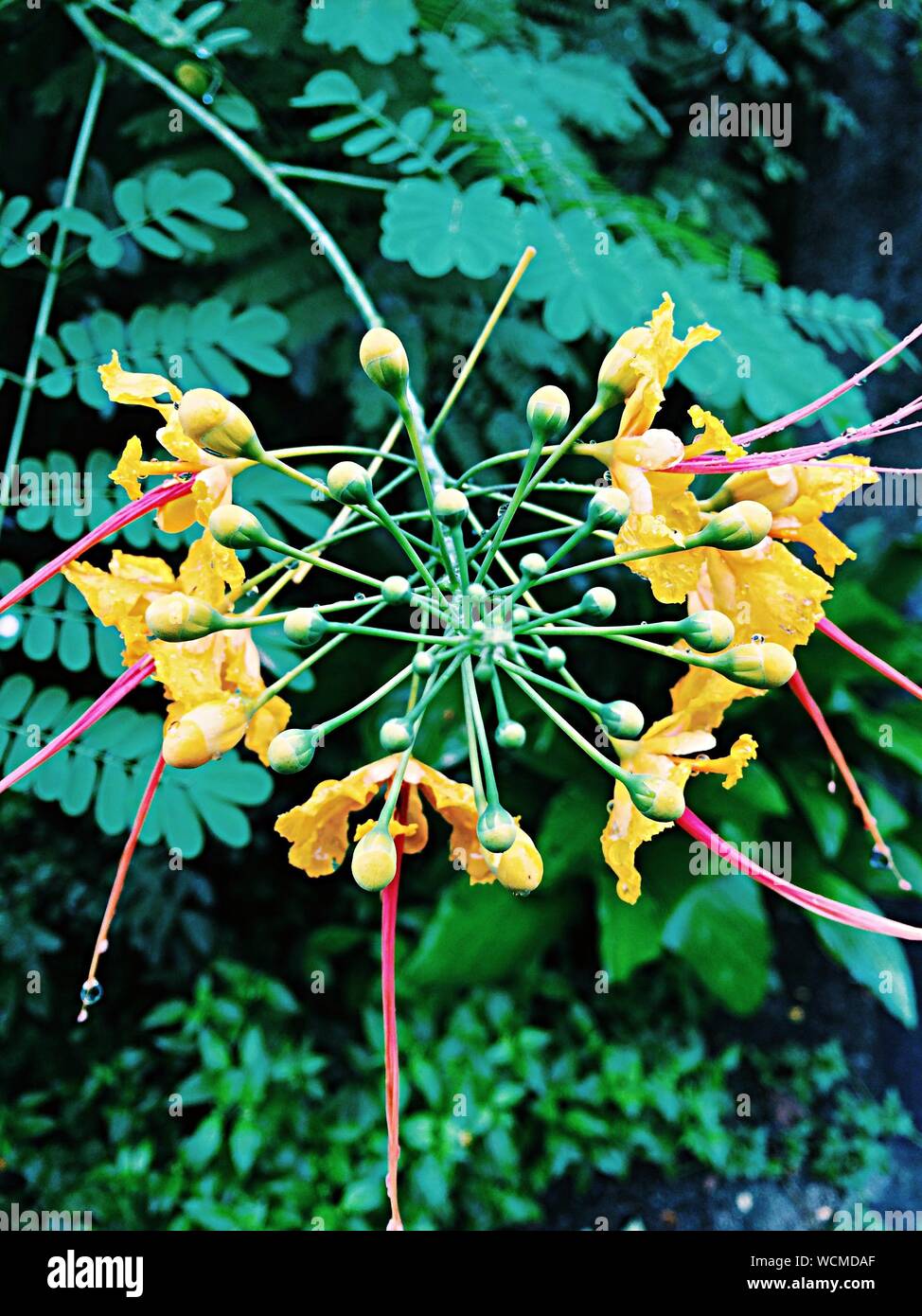 Delonix Plant High Resolution Stock Photography and Images - Alamy