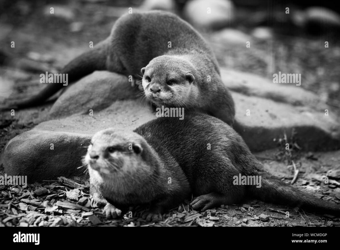 Otter chester zoo hi-res stock photography and images - Alamy