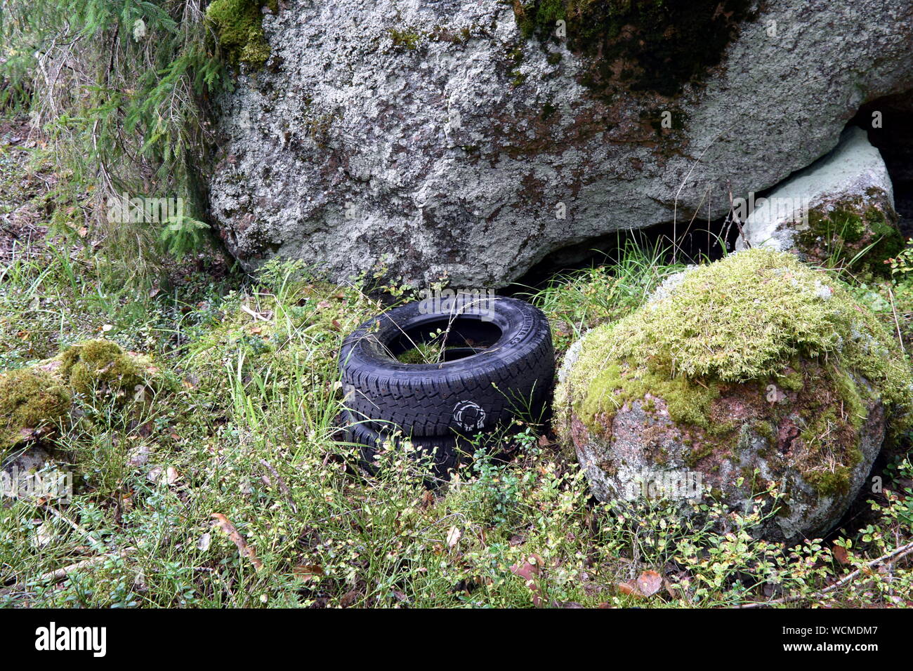 Car tyres in a forest Stock Photo - Alamy