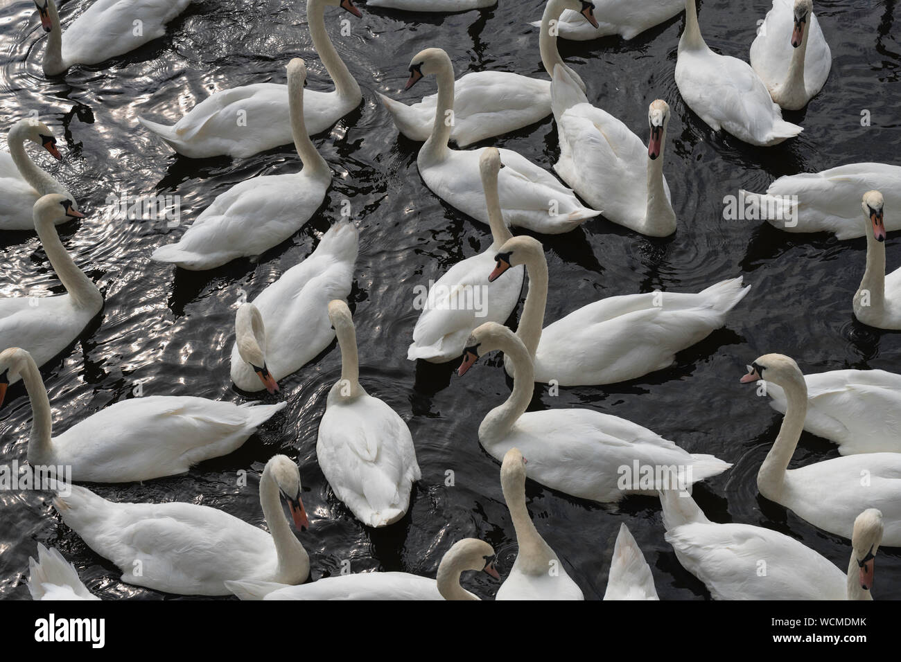 Group Of Swans High Resolution Stock Photography and Images - Alamy
