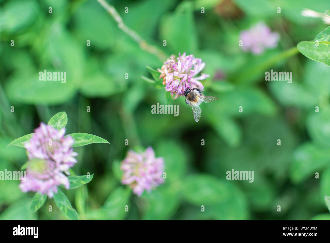 Bumblebee collects nectar in a clover flower Stock Photo - Alamy